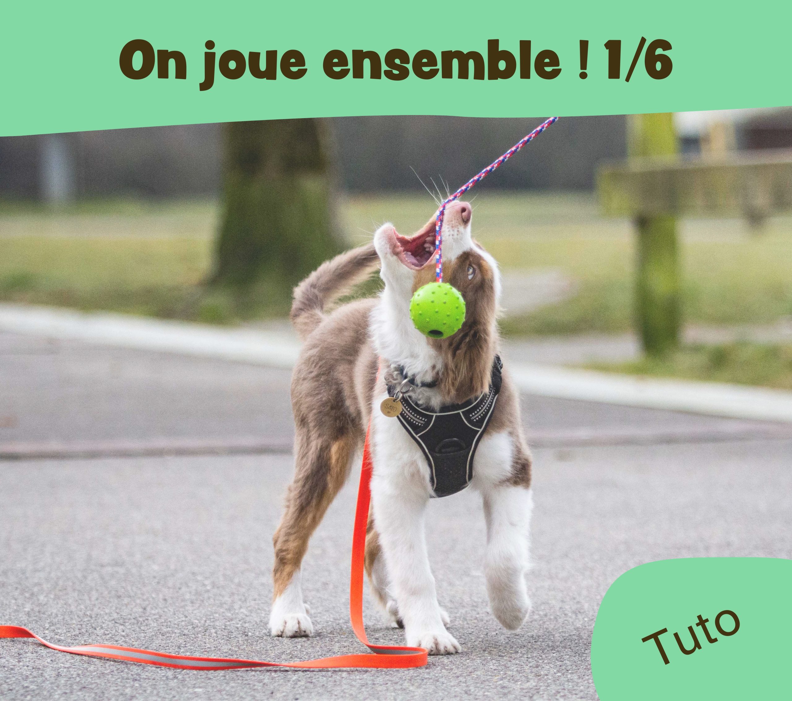 Motivation par le Jeu : Chien | myEduzen